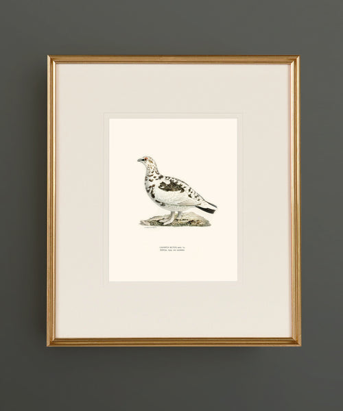 Vintage Game Bird Print Collection – Hart Equestrian