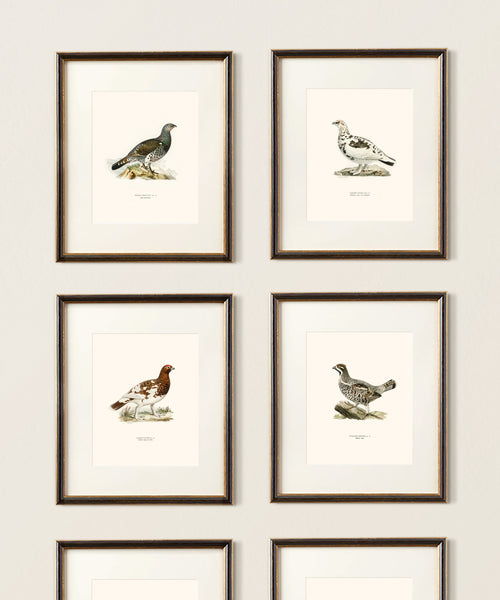 Vintage Game Bird Print Collection – Hart Equestrian